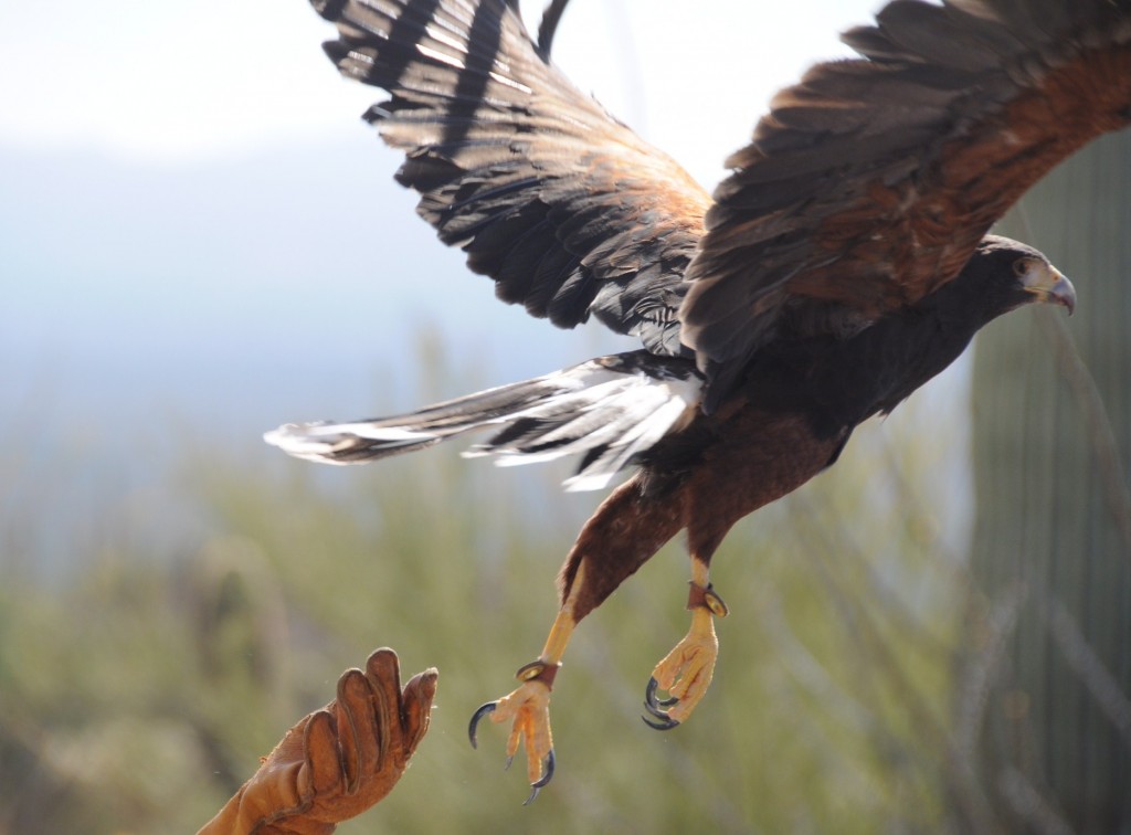 Pinnacle Peak Park Wildlife Exhibit Coming to Troon North